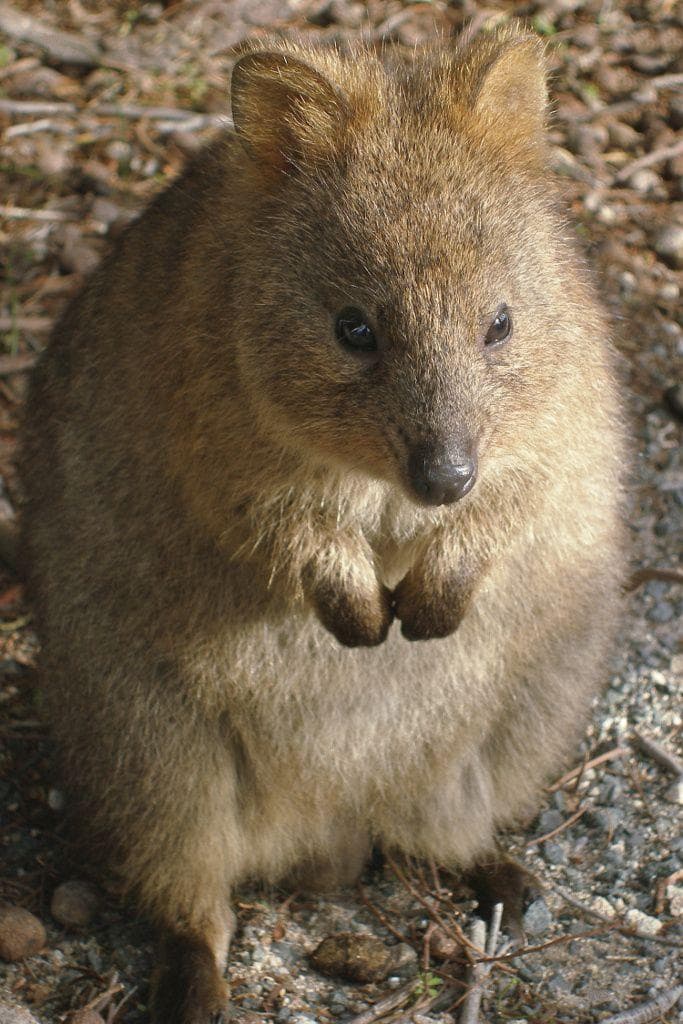 22 Rare Animals So Unique They Almost Look Fake