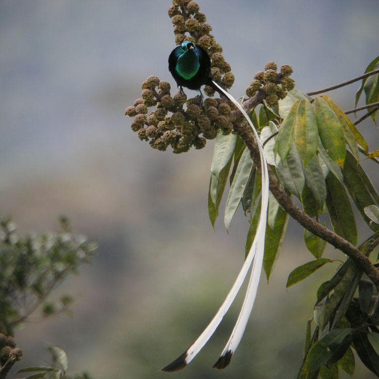 The Most Interesting Birds on Earth You've Never Seen Before