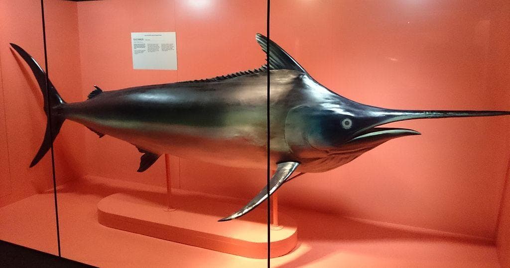 The Fastest Animals In The World