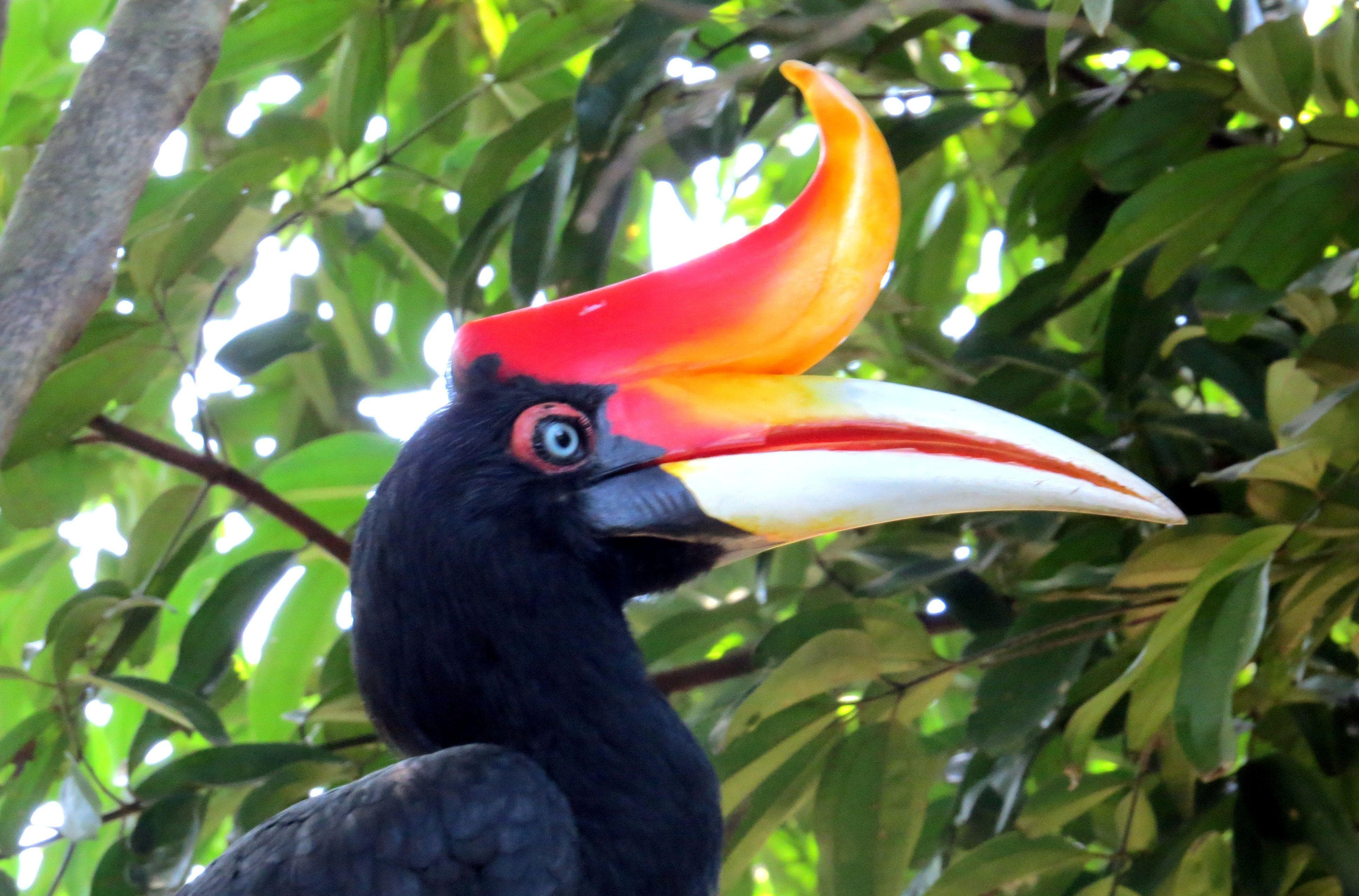 17 Birds That Have Truly Weird Beaks (Photos)