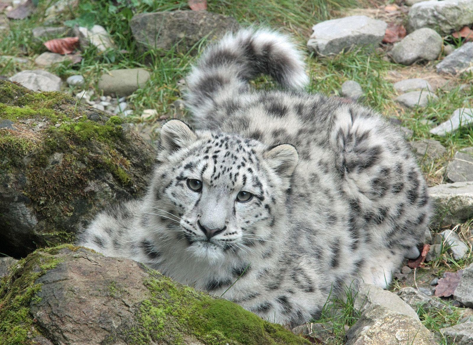 Best Big Cats | List of Big Cat Species