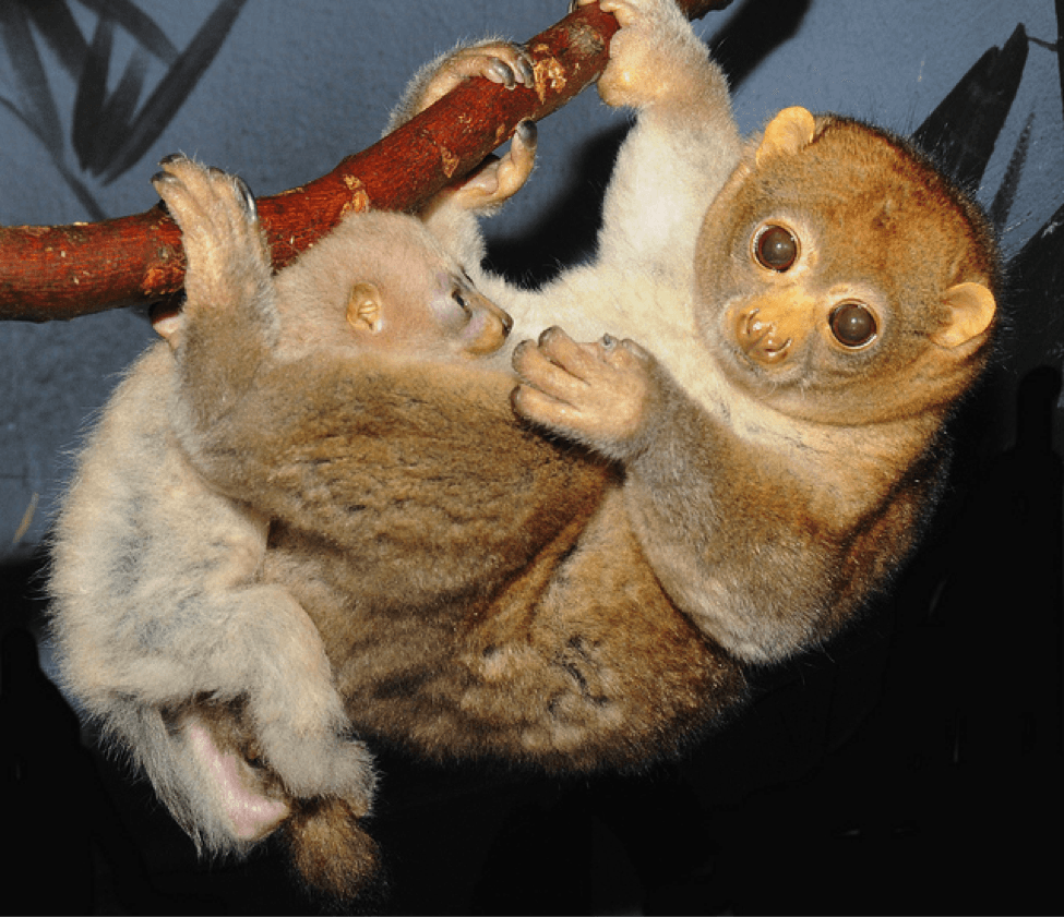 Animal Defenses | List of Cute Defense Adaptations