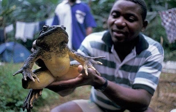 The Biggest Frogs In The World And The Largest Toads on Planet Earth