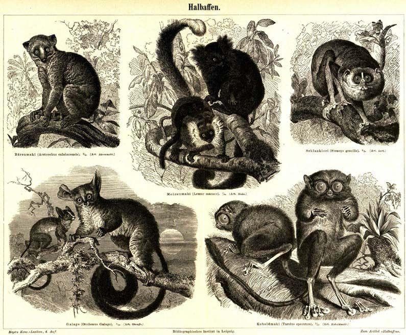 11 Facts About Aye-Ayes, The Creepiest Of All Primates