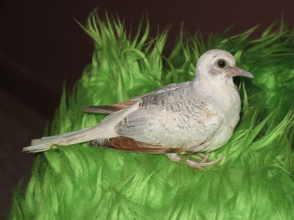 Birds That Make The Best Pets