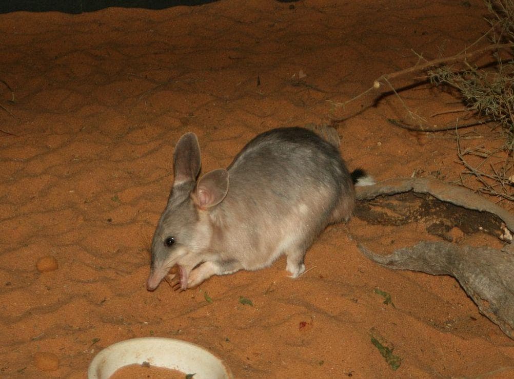 12 Animals With The Biggest Ears