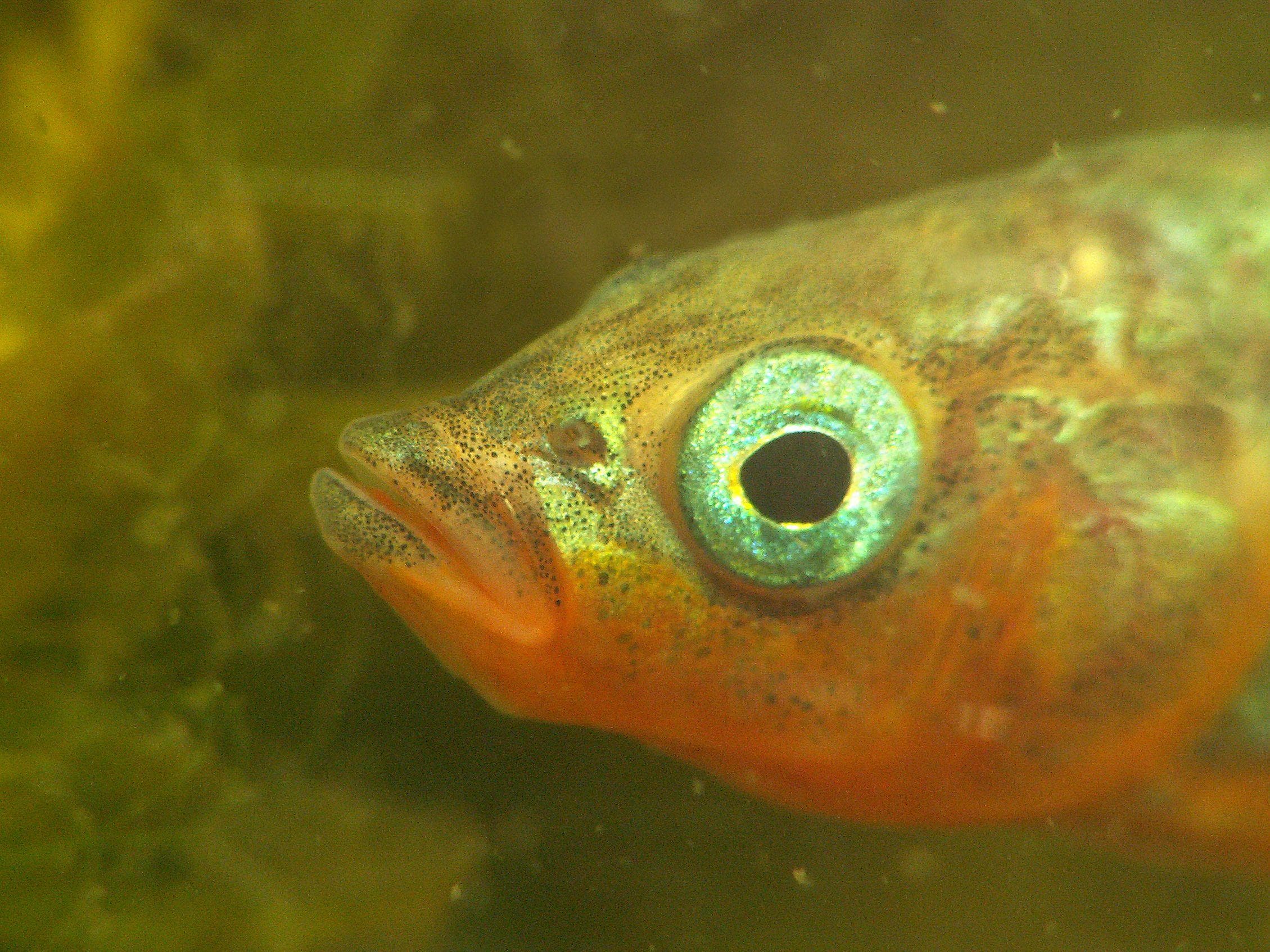14 Fascinating Animal Brains That Are Borderline Unbelievable