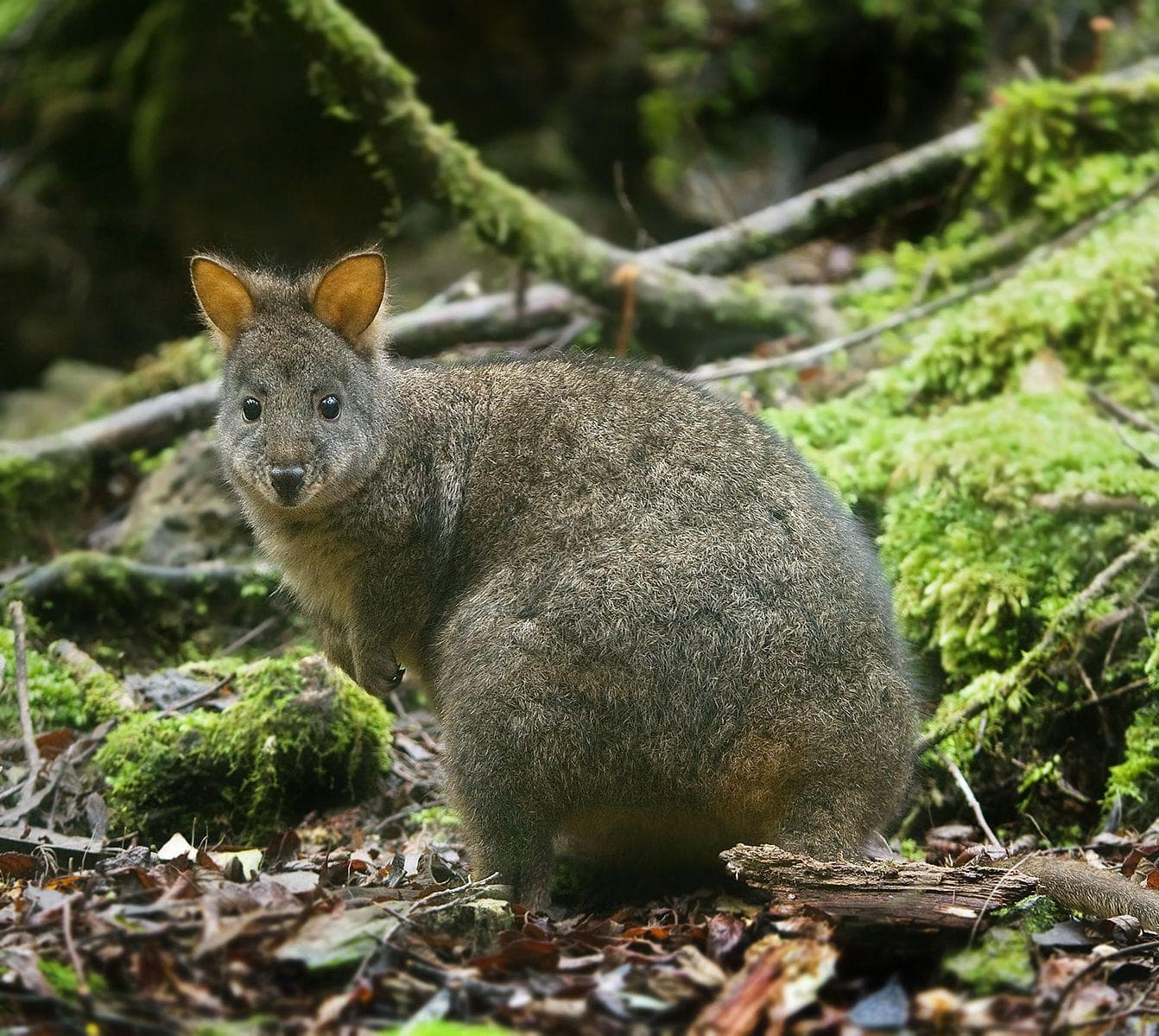 25 Interesting Facts About Marsupials