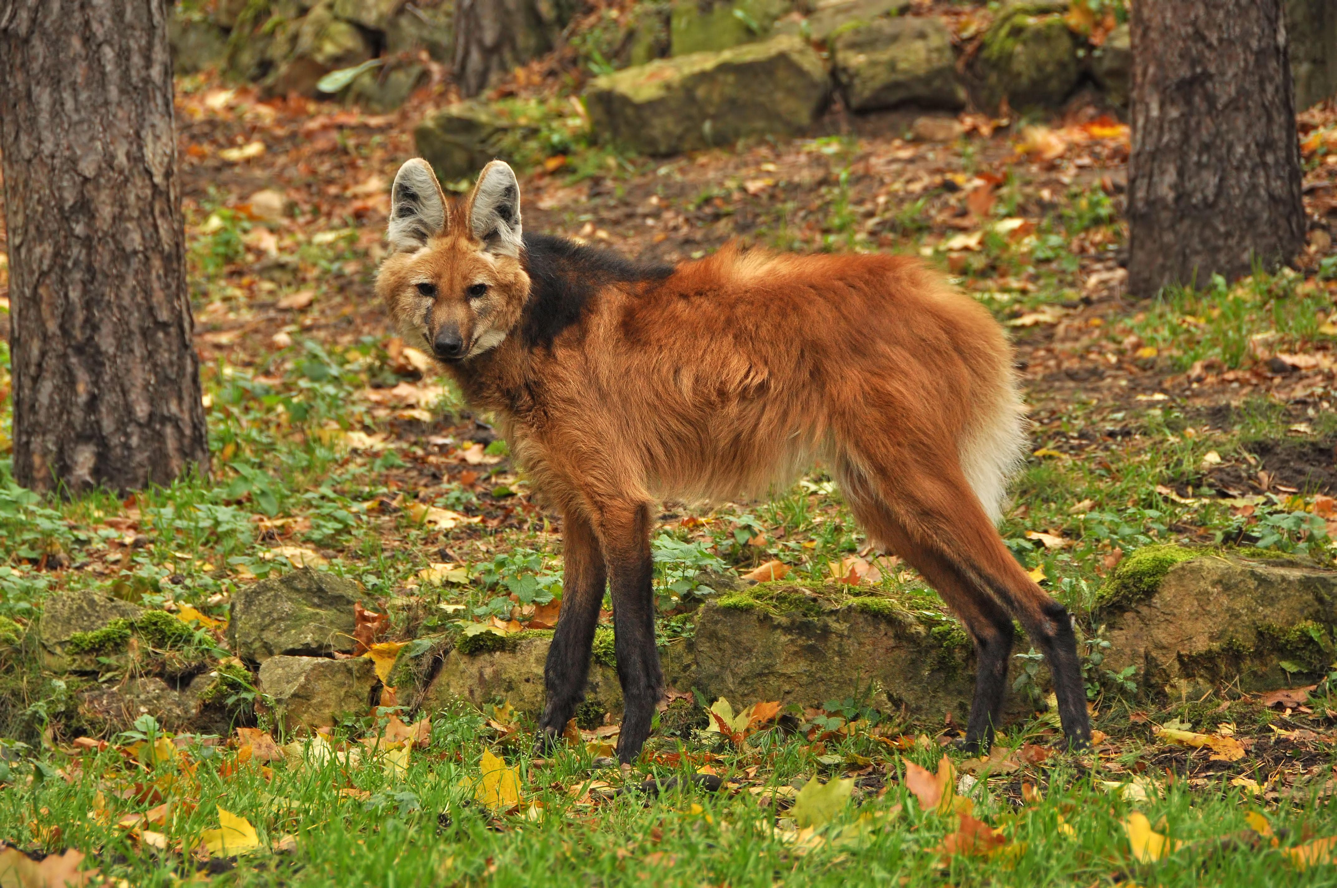 14 Wild Dog and Cat Species That Are Amazingly Rare