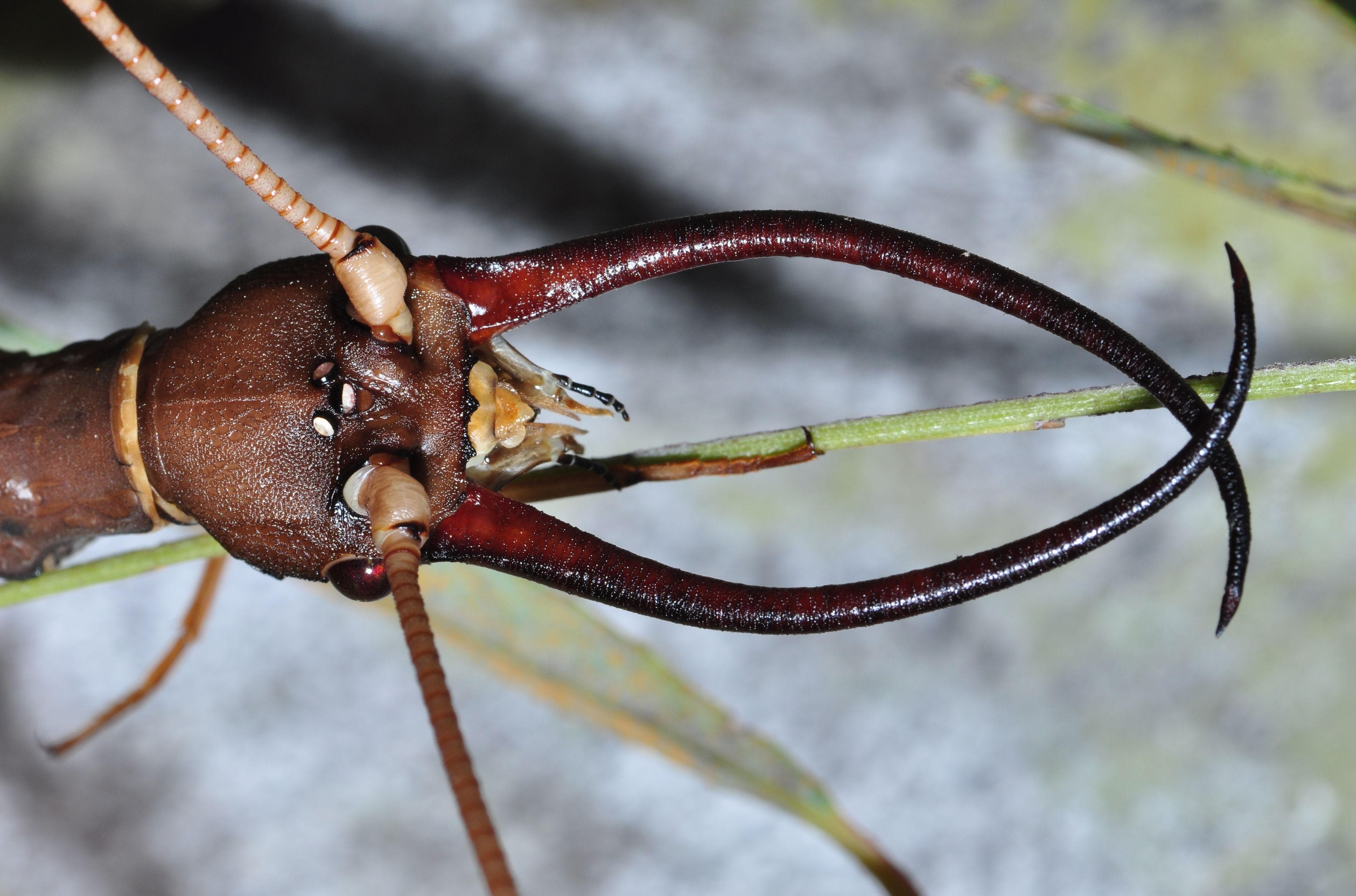 13 Creatures With The Most Horrifying Mandibles