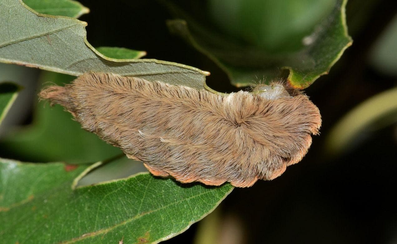 22 Rare Animals So Unique They Almost Look Fake