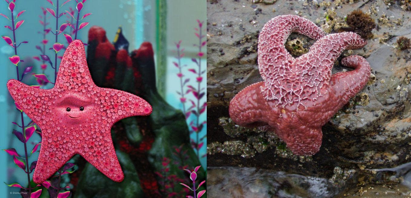 What The Species In 'Finding Dory' Look Like In Real Life
