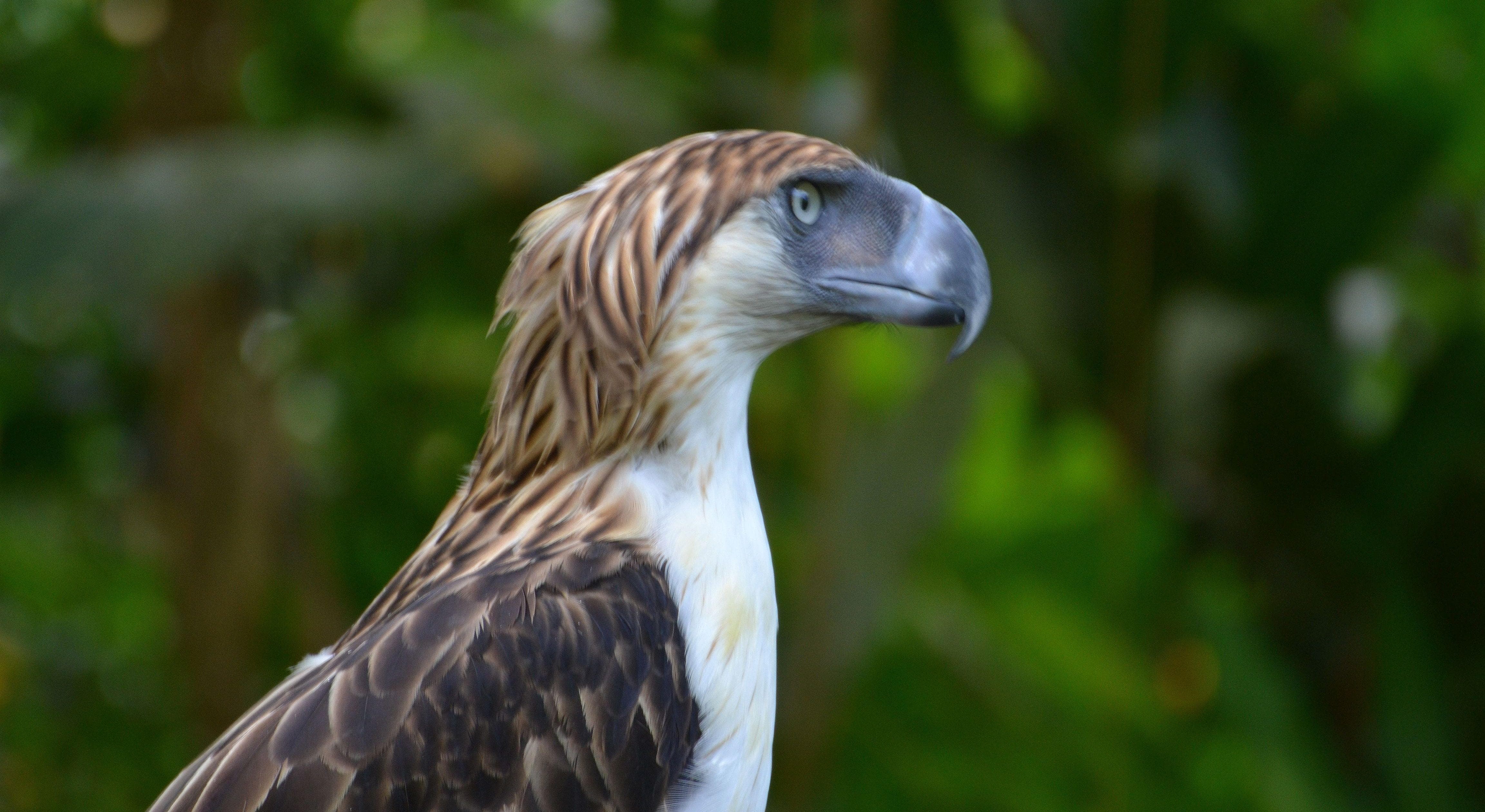The Most Interesting Birds on Earth You've Never Seen Before
