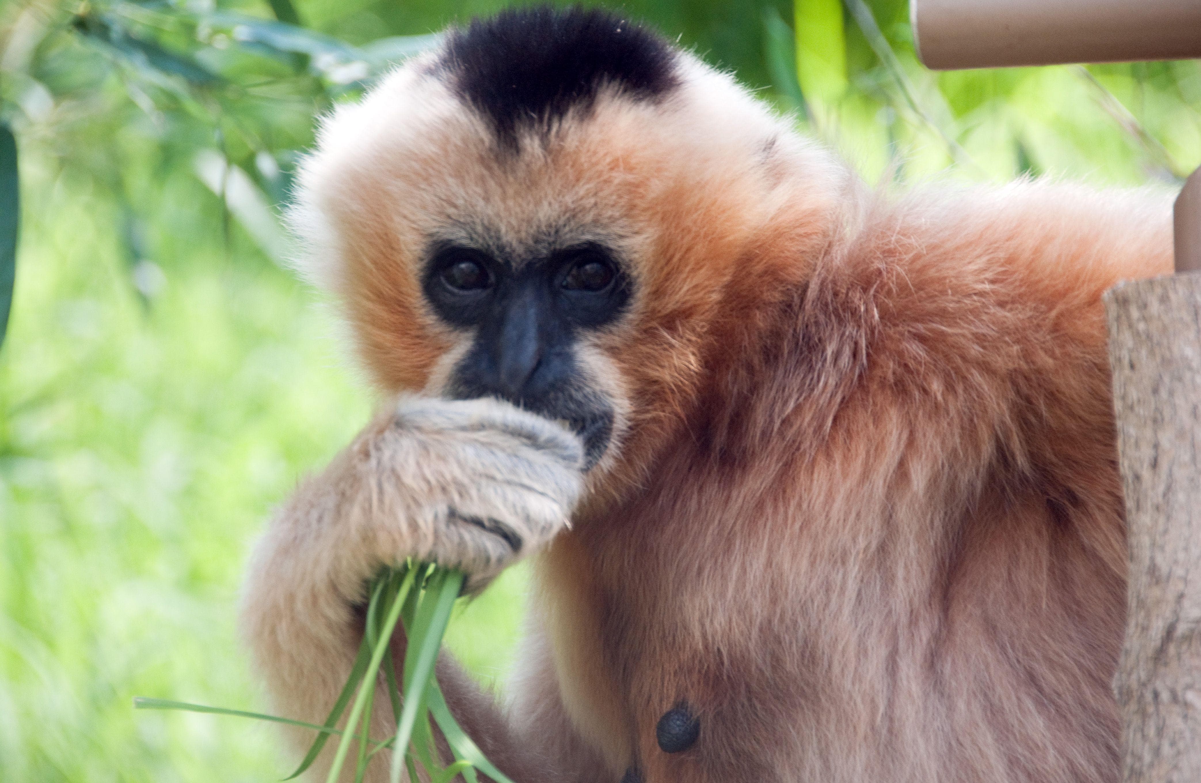 There Are Fewer Than 100 Of These Animals In The Entire World