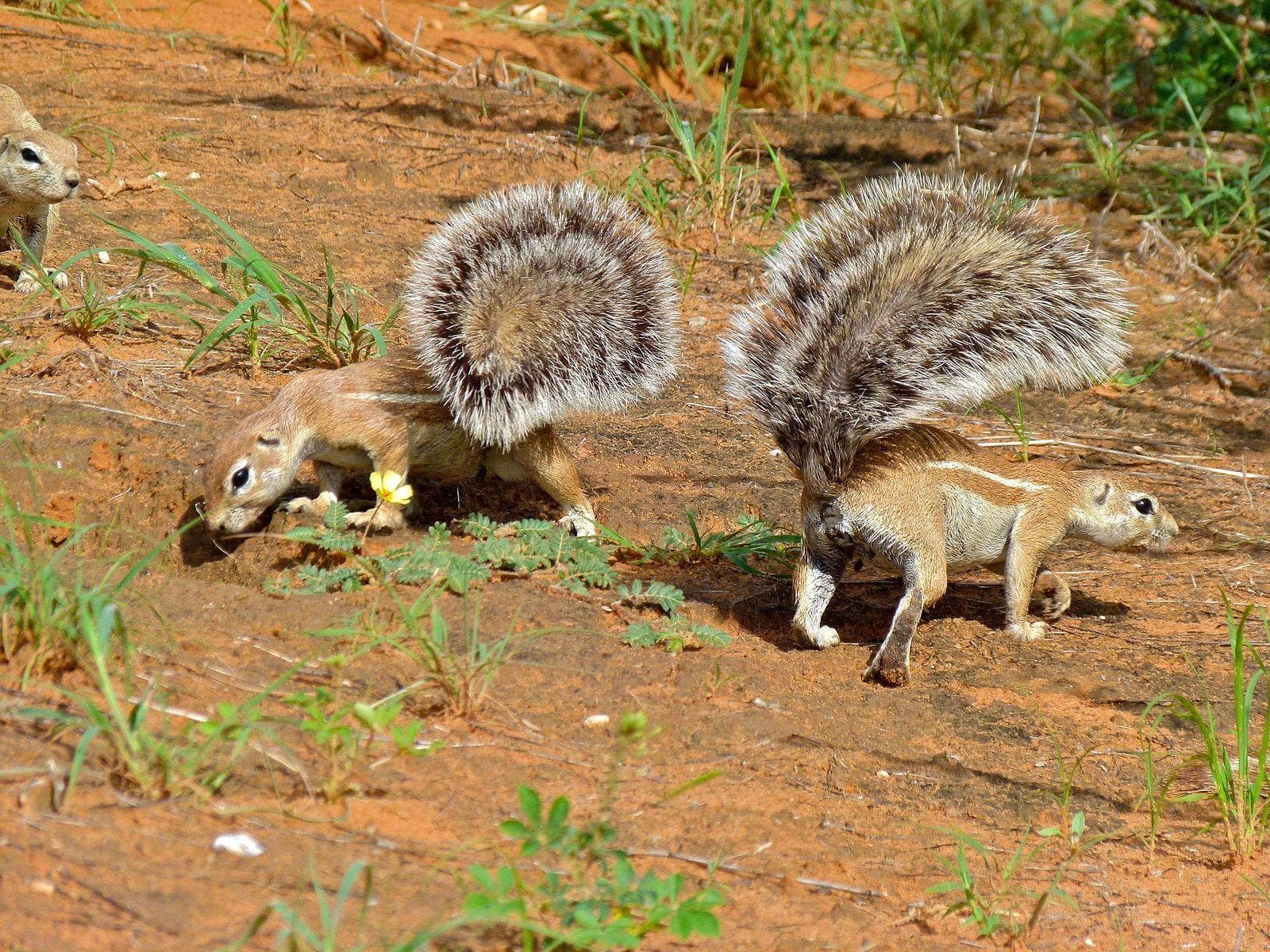 25+ Animals That Live in Deserts, Ranked