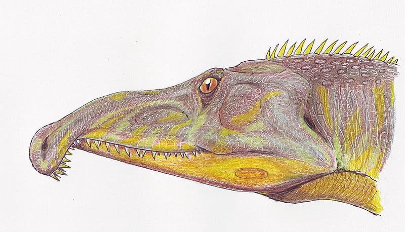 Weirdest Animals: List of Amazing Creatures