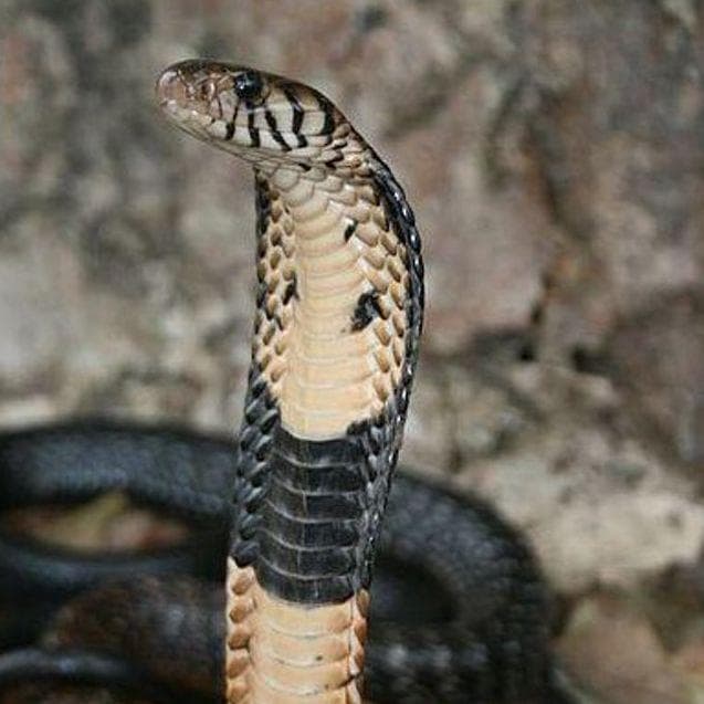 21 Of The Most Venomous & Poisonous Snakes In The World