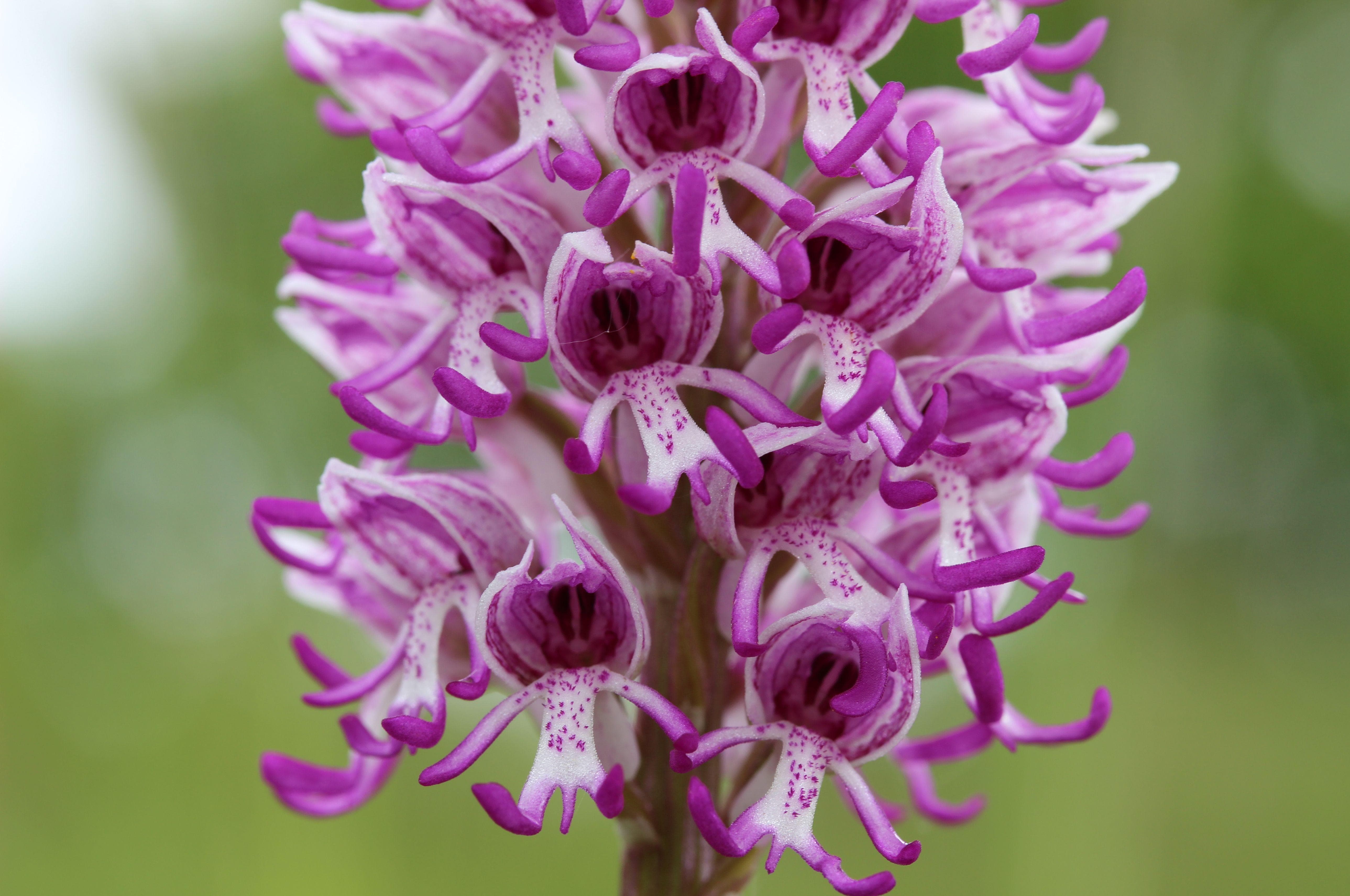 17 Plants That Look Exactly Like Animals