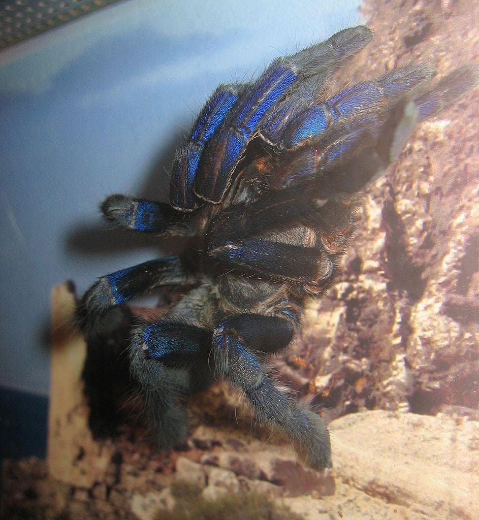 Deadly Spiders, Ranked By How Fast Their Venom Will Kill You