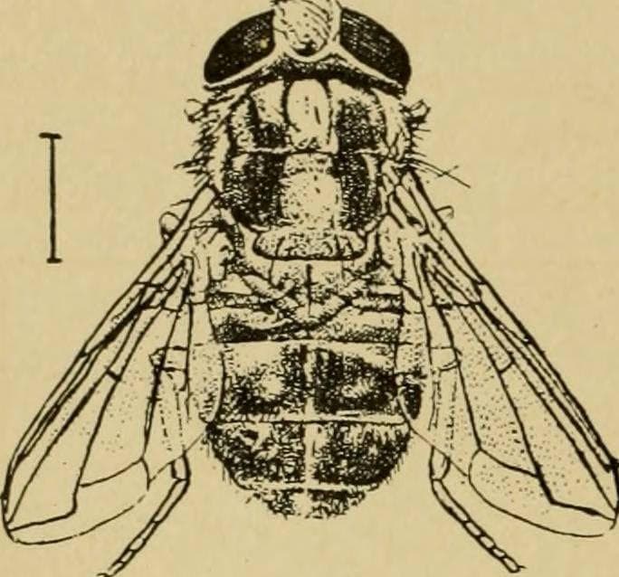 All Of The Flesh Eating Insects That Make Our Skin Crawl