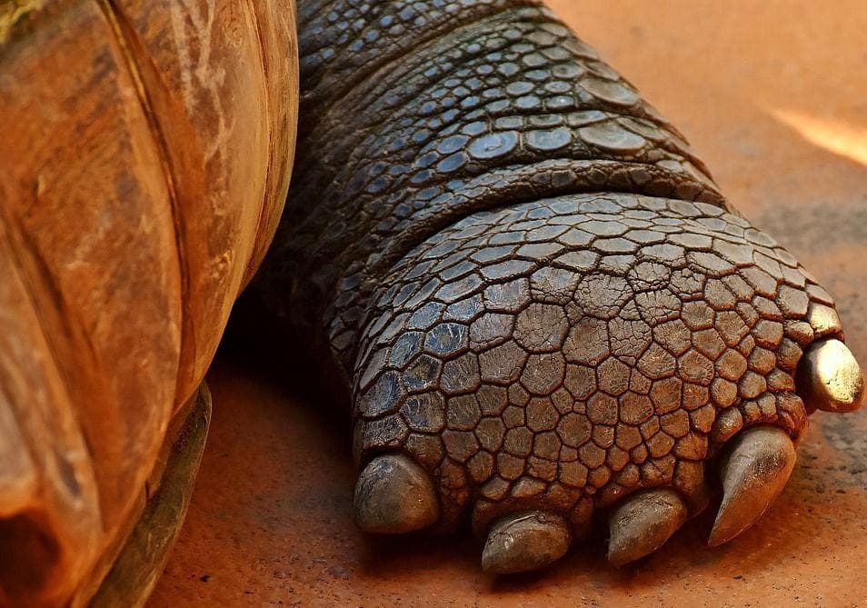 Weird Animal Feet You Have To See To Believe