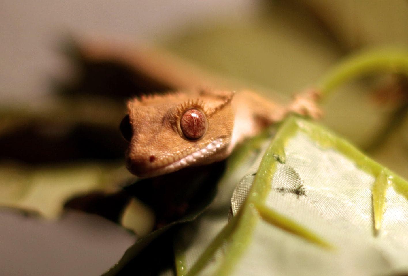 14 Extinct Species That Came Back From The Dead