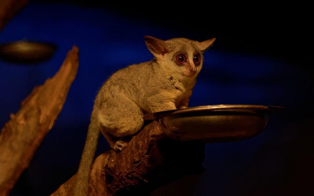 12 Animals With The Biggest Ears