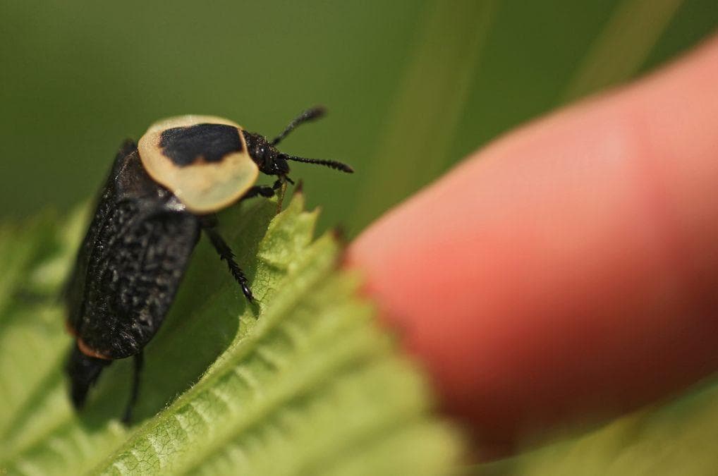 All Of The Flesh Eating Insects That Make Our Skin Crawl