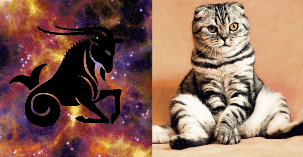 Your Ideal Pet According To Your Zodiac Sign