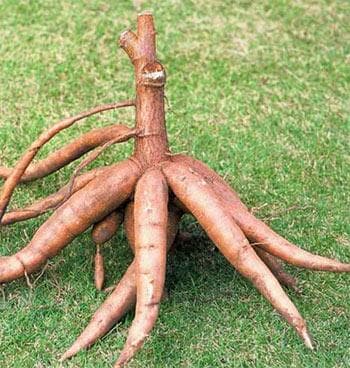 The Top 10 Most Dangerous Fruits and Vegetables in the World