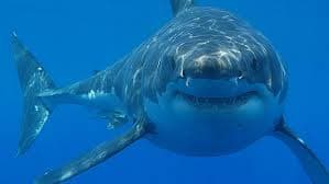 Best Episodes of Shark Week | List of Top Shark Week Episodes