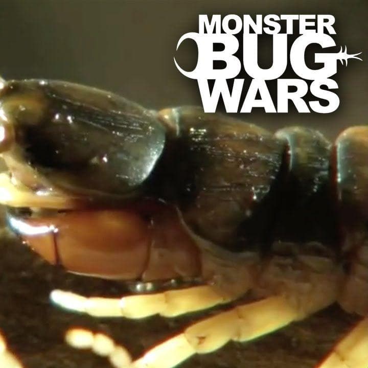 The Best Insect TV Shows & Bug Cartoons, Ranked by Fans