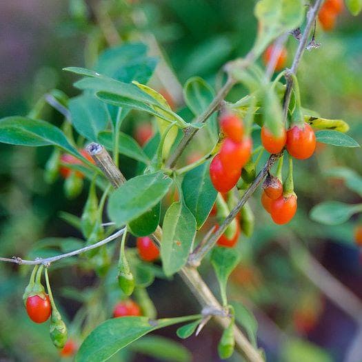 Best Berries to Eat | List of Types of Bery