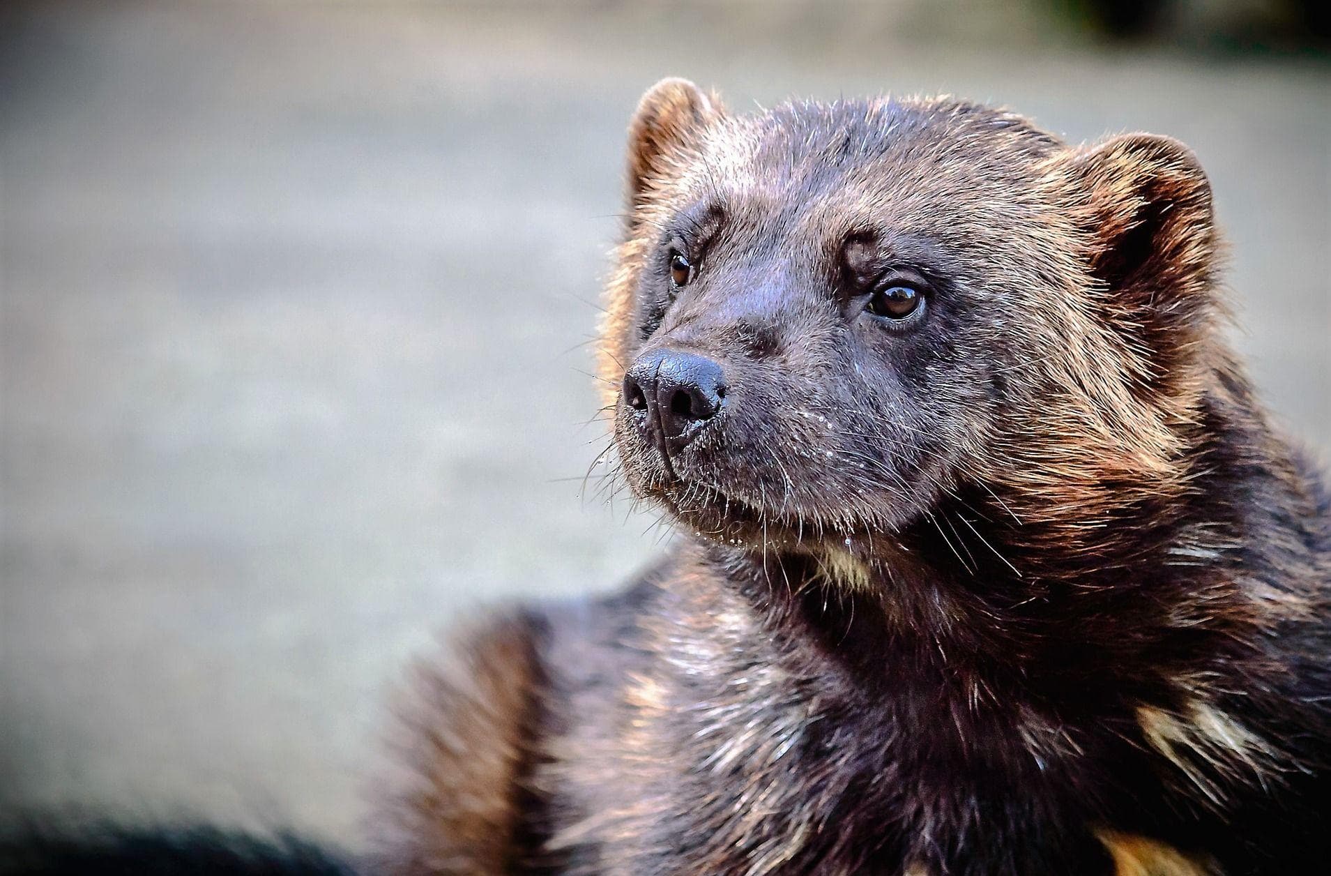 28 Cute Animals That Are Actually Violent and Dangerous