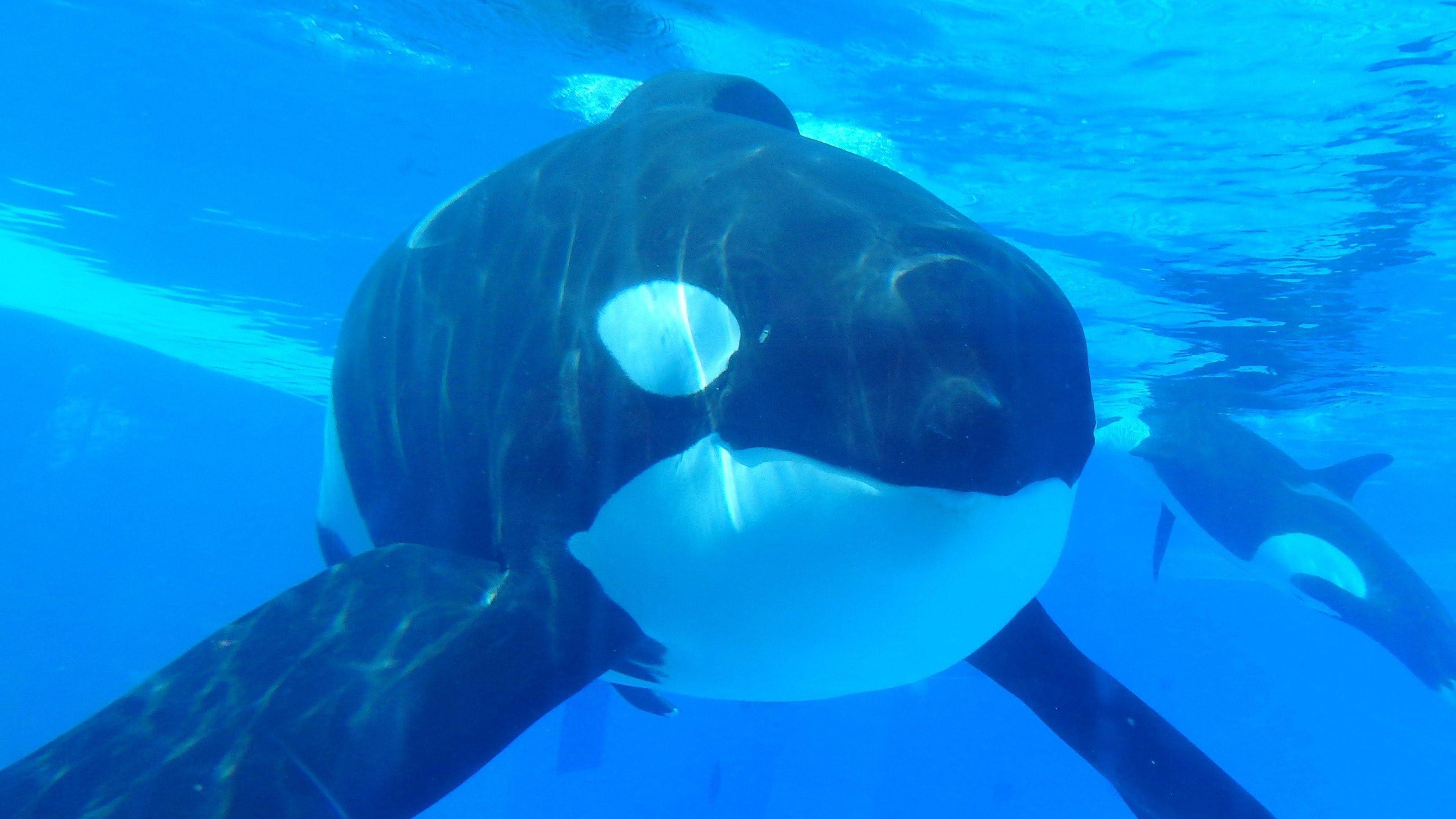 14 Extremely Hard to Watch Documentary Moments