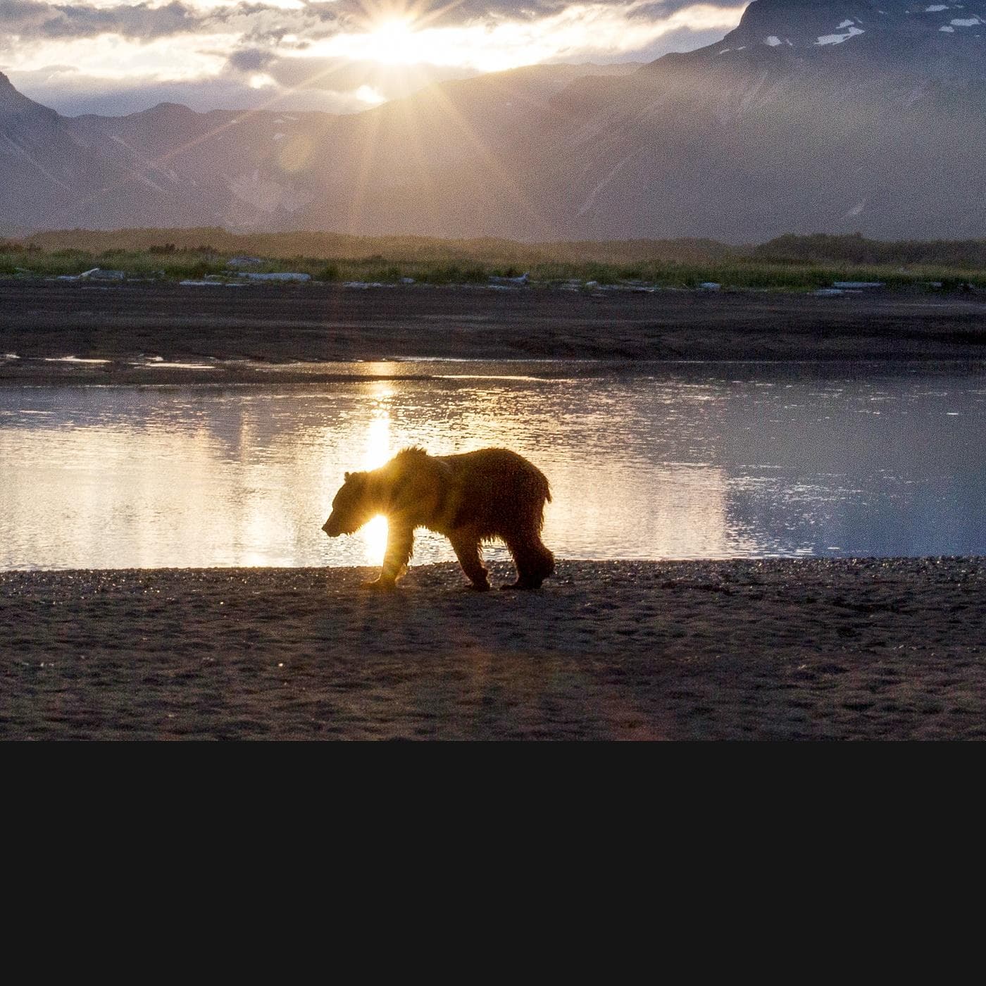 The 31 Best Movies About Bears, Ranked By Fans