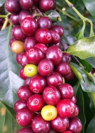 What Common Fruits and Vegetables Look Like on the Vine