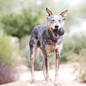 The 15 Best Indestructible Dog Toys, Ranked