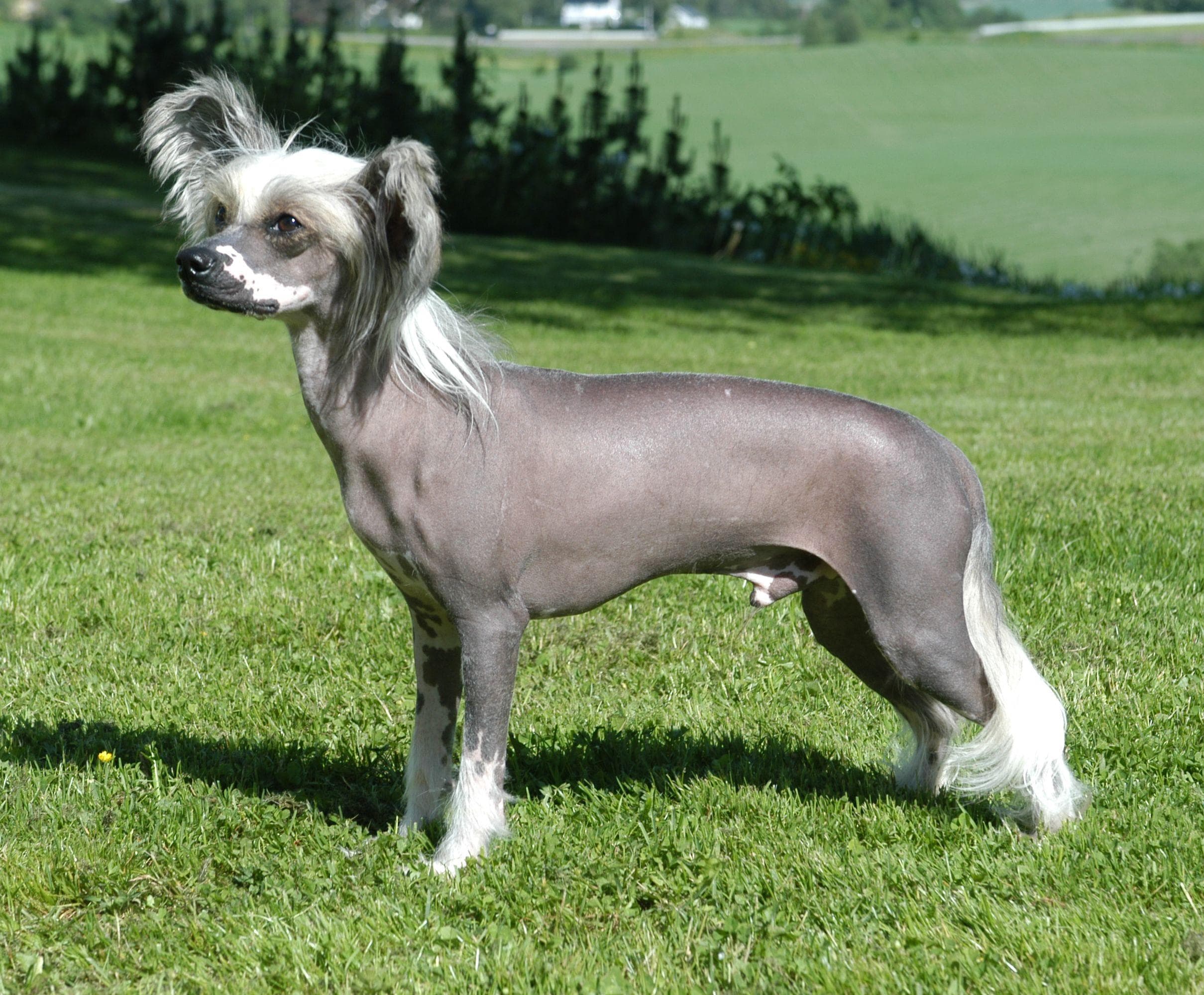 17 Weird Dog Breeds You Didn't Know Existed