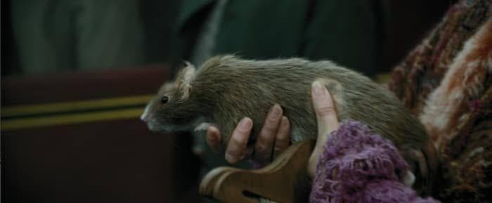 All The Harry Potter Pets, Ranked