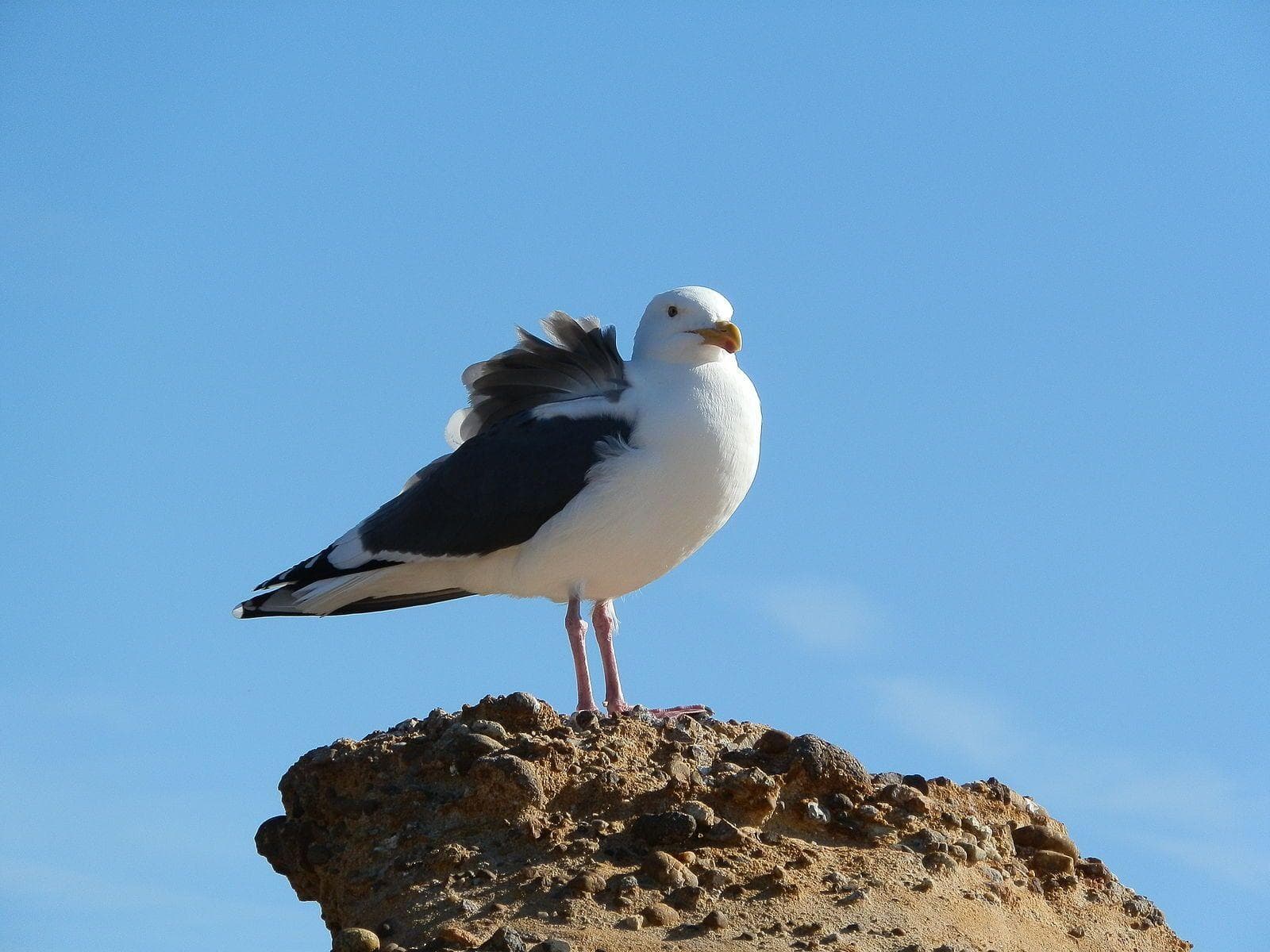 13 Animals That Thrive In Cities Even Better Than Humans Do