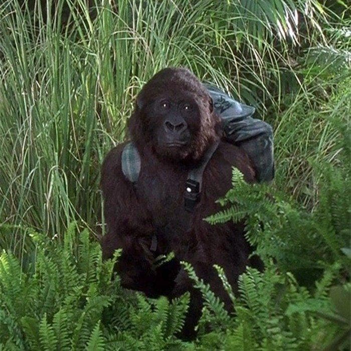 The 30 Best Movies About Monkeys, Ranked By Fans