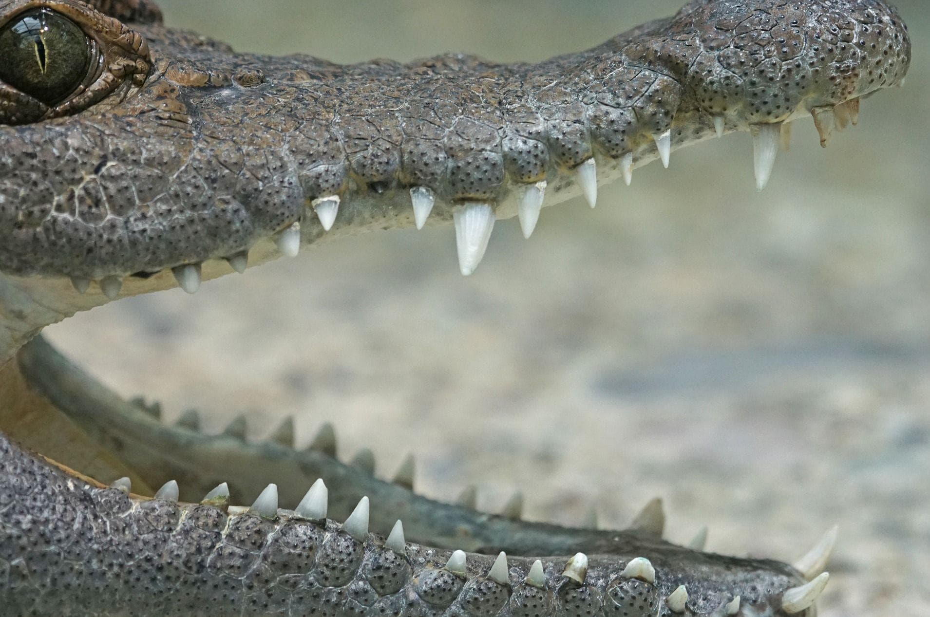 12 Frightening Facts About The World's Scariest Animals