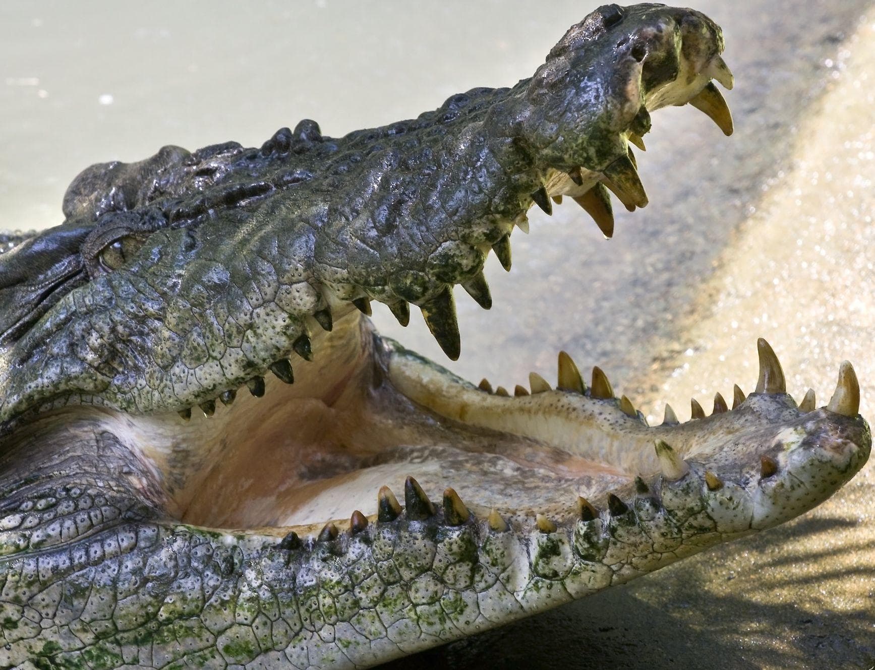 20 Super Creepy Animal Facts That Are Actually Pretty Upsetting