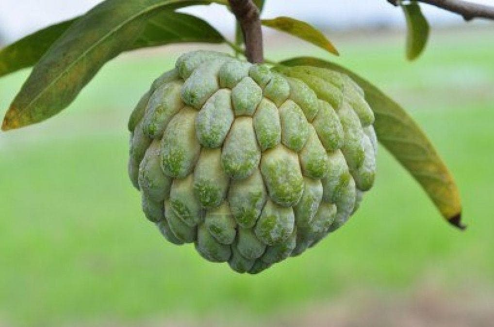 Ranking the 20+ Weirdest Looking Fruit in the World