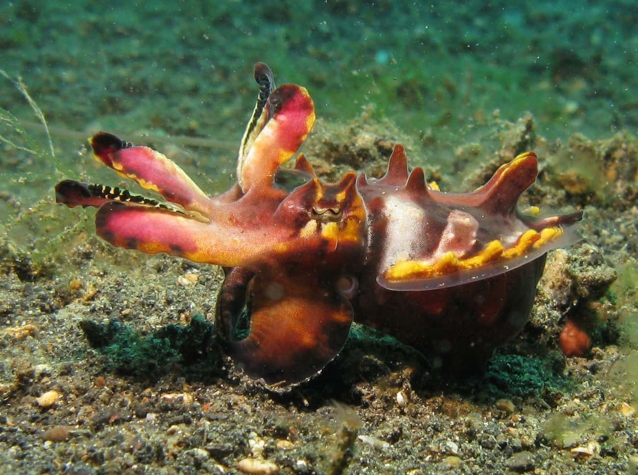 21 Of The Most Poisonous Sea Creatures and Deadly Ocean Animals 21 Of The Most Poisonous Sea Creatures and Deadly Ocean Animals