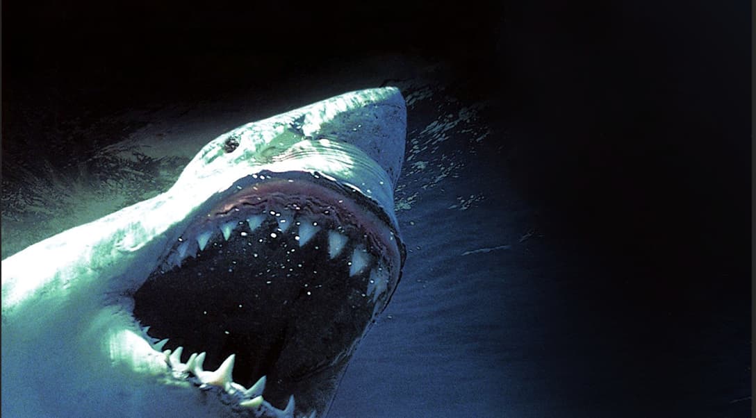The 15 Worst Shark Movies of All Time, Ranked By Viewers