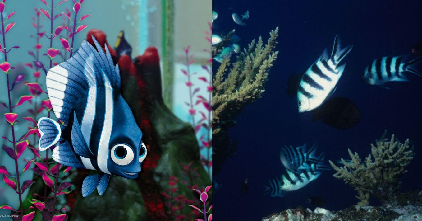 What The Species In 'Finding Dory' Look Like In Real Life