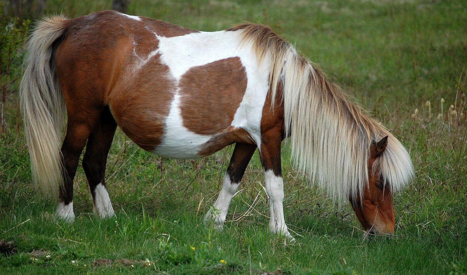 20 Pictures Of Pregnant Animals You've Probably Never Seen Before