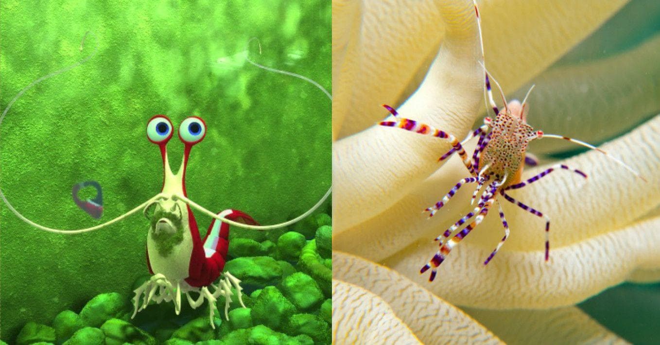 What The Species In 'Finding Dory' Look Like In Real Life